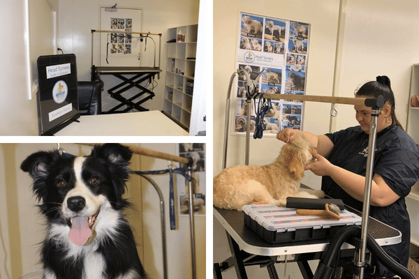 Become a Dog Groomer | Start Your Own Dog Grooming Business | Pet ...