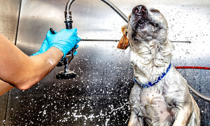 Dog Groomer Course | Online Dog Grooming Certificate | Pet Courses US