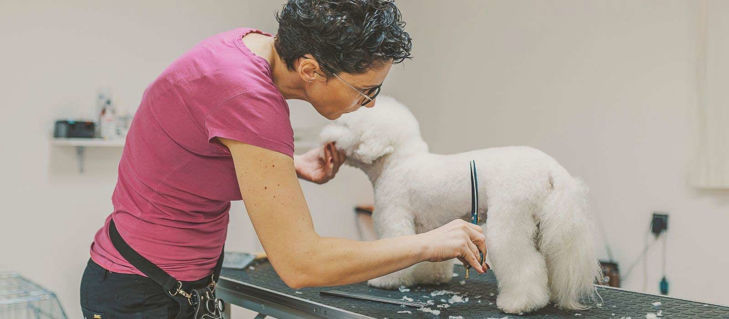 Start A Dog Grooming Job | 3 Top Tips | Pet Courses US