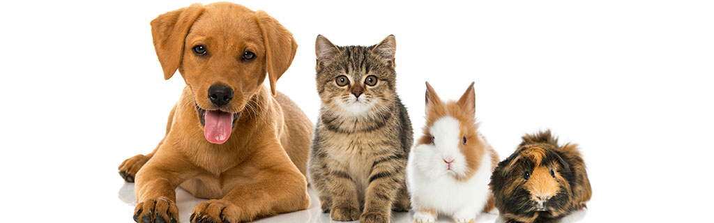 Pet Courses Blog | Work With Animals | Pet Courses US